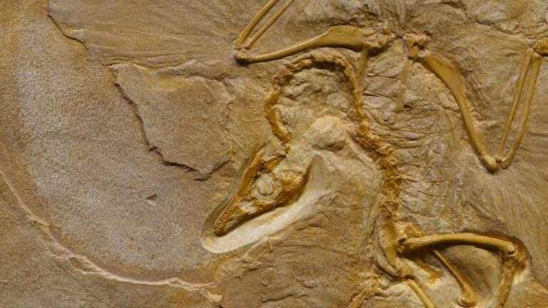 What Is The Biological Species Concept? Its Merits And Demerits ...