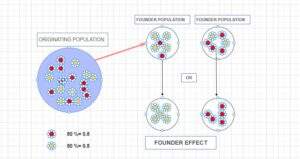 Founder Effect: Uncovering The Beauty In Genetic Diversity, A True ...