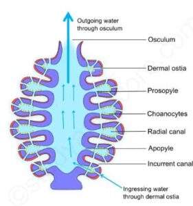 Canal System In Sponges: Definition, Histology, Types, And Functions ...